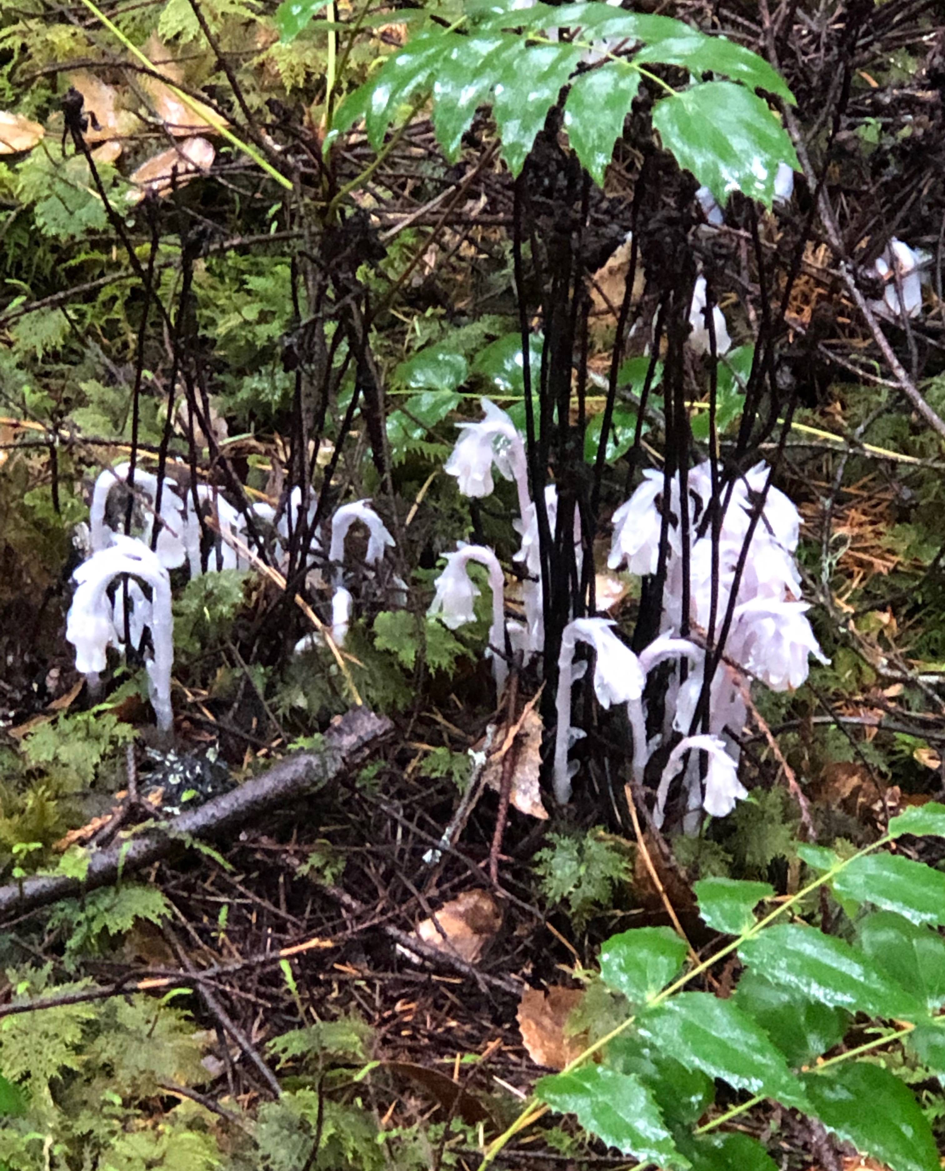 ghost pipe plants – Gillian McMillan — Rara Avis